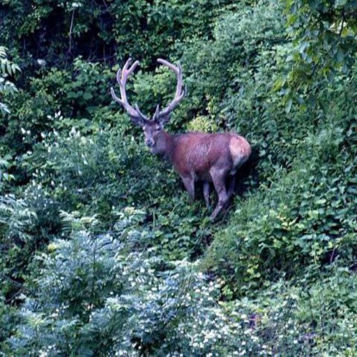 Cervi in amore: che spettacolo In fila di notte per ascoltarlo - Homepage