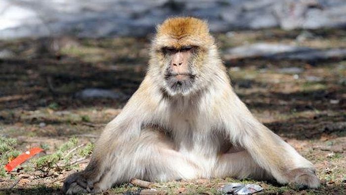 Vaticano: Darwinismo non esclude credere che Dio ha creato terra - apcom