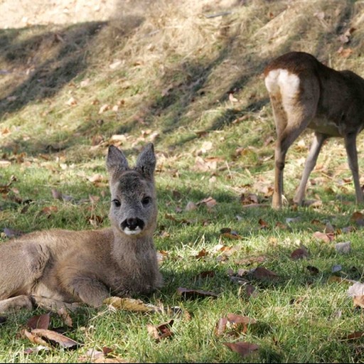 Caprioli "spericolati" vivono vicino al poligono - Homepage