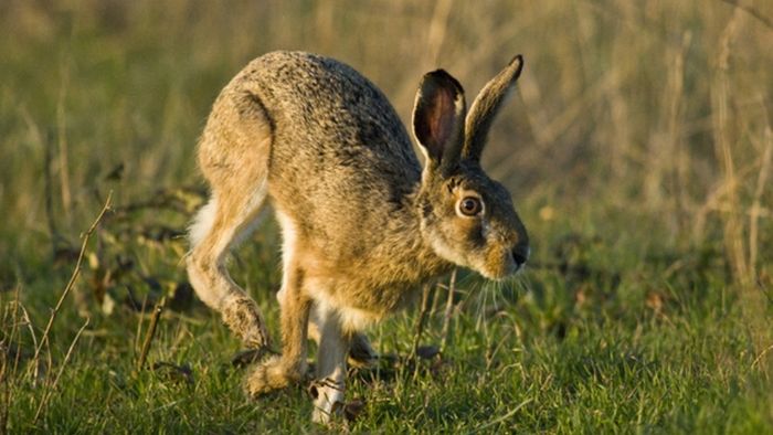 Guanzate, strada pericolosa per colpa di lepri e volpi - Cronaca