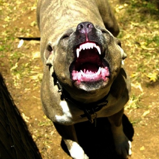 Uggiate Trevano, pitbull azzanna al muso un pony - Homepage