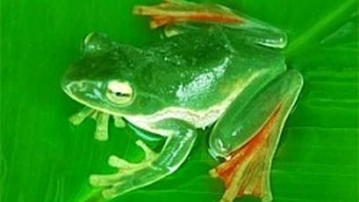 Scoperta una rana volante nelle foreste del Vietnam - Rubriche Animali