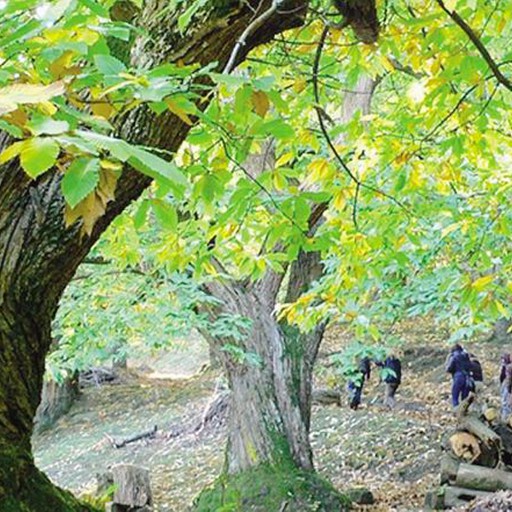 Castagne, il raccolto sarà magro «Agosto troppo caldo e secco» - Cronaca