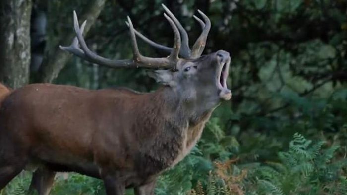 Quel cervo in amore preso a fucilate Caccia al bracconiere - Cronaca
