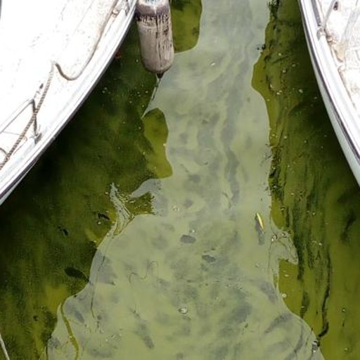 L’acqua del lago si colora di verde Ma è solo la fioritura delle alghe ...