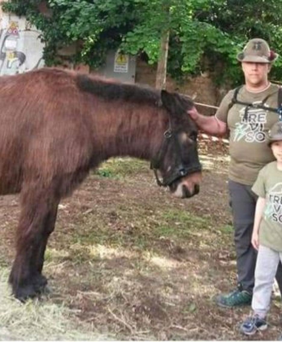 Cerano, un cippo per “Iroso” L’ultimo mulo degli alpini - Cronaca