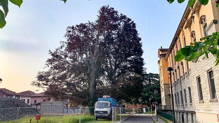 Faggi da abbattere al liceo Giovio «Troppo pericolosi» - Cronaca