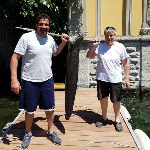Catturato a Como un pesce siluro record Pesa 17 chilogrammi - Cronaca