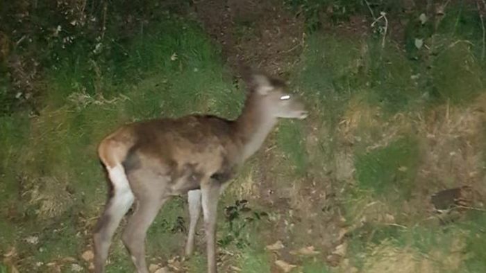 La cerva che non ha paura Ogni giorno è lungo la Regina - Cronaca