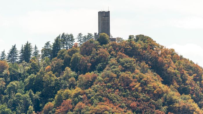 Le piante seccano e la collina è marrone: «Mai visto prima»