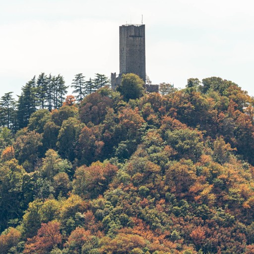 Le piante seccano e la collina è marrone: «Mai visto prima»