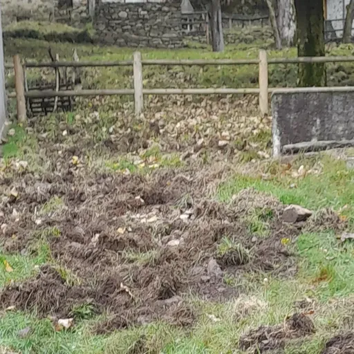 Cinghiali: «Macché animali infetti, sono soltanto in amore»