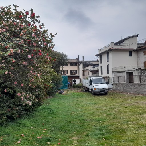 Tagliate le piante di camelia secolari: «Servono nuovi spazi per il ...