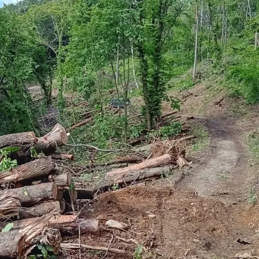 Il Monte Goj liberato dai tronchi, 20 giorni per i lavori