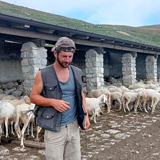 «Ho perso 200 animali in pochi mesi: colpa dei lupi: addio pian del ...