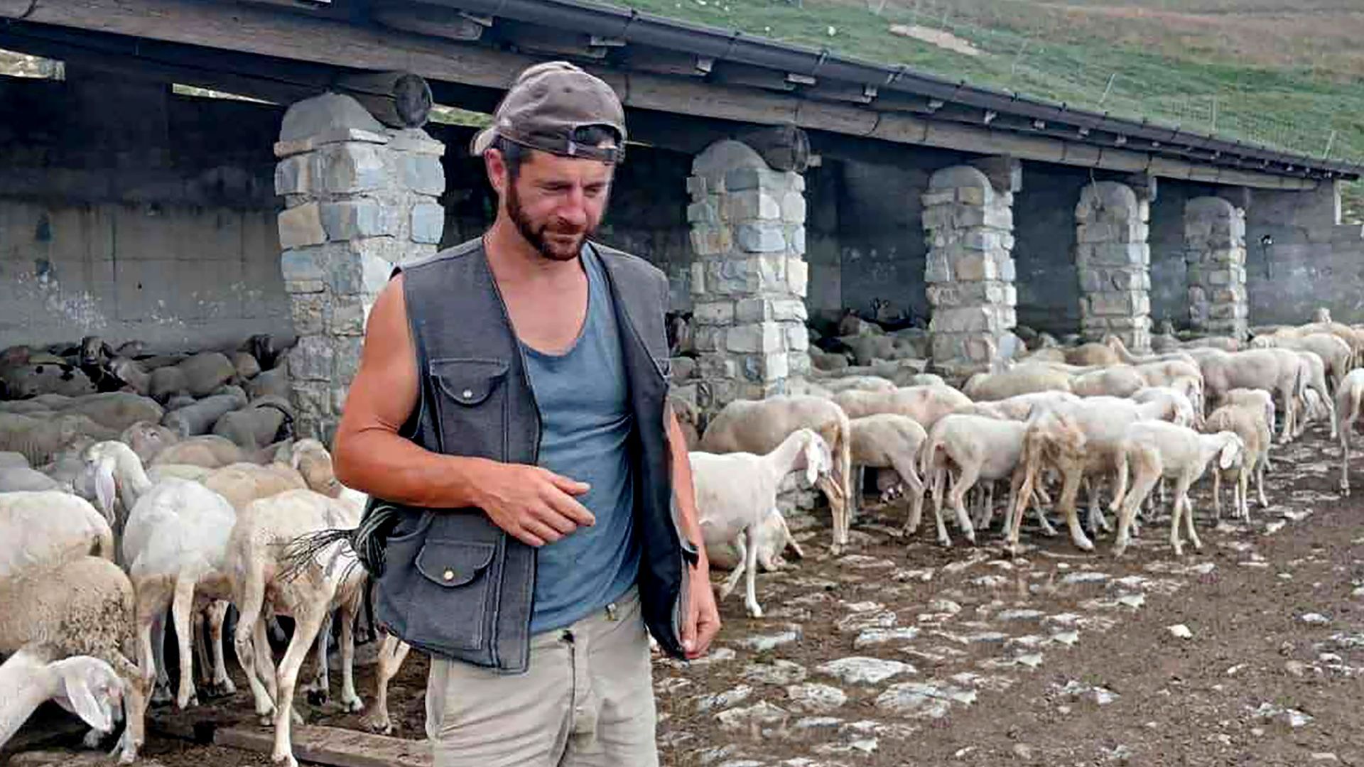 «Ho perso 200 animali in pochi mesi: olpa dei lupi: addio pian del ...