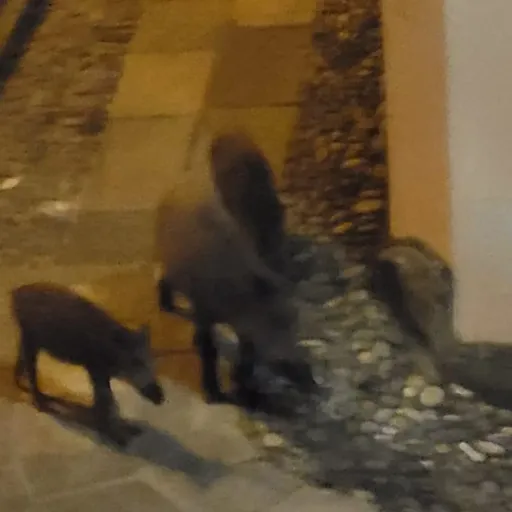 Sul lago si torna a sparare ai cinghiali: ne sono già stati abbattuti ...