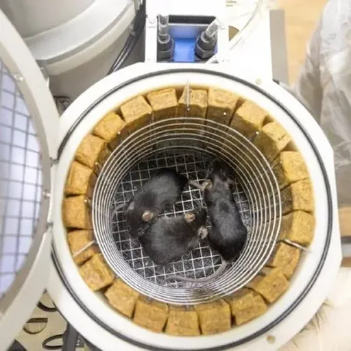 Verso il lancio di un mini-zoo russo nello spazio - Ansa Tecnologia