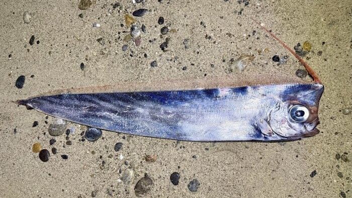 Trovato in spiaggia a Messina un raro esemplare di pesce liocorno ...