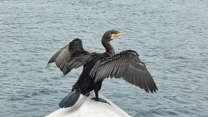 L’invasione dei cormorani sul lago di Como